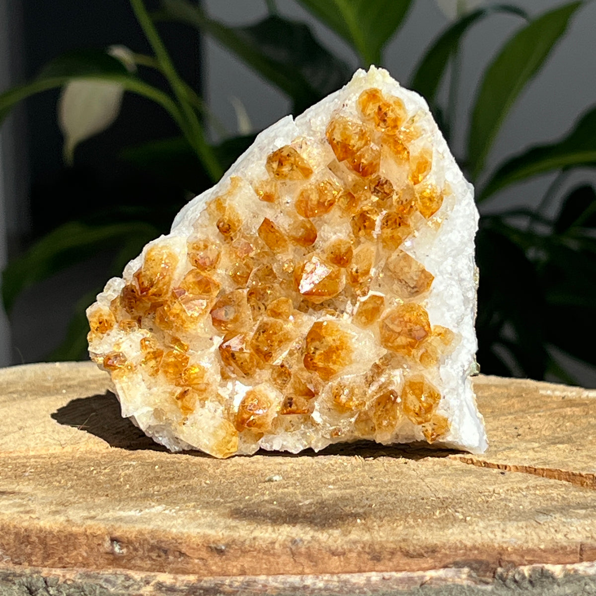 Cluster de Citrin tratat termic| Model 11 – DRUZY